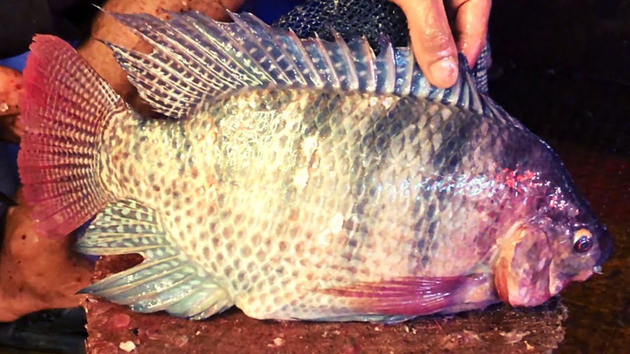 Very Beautiful 2ps Big Tilapia Fish Cutting Skill Video Fast Tilapia ...