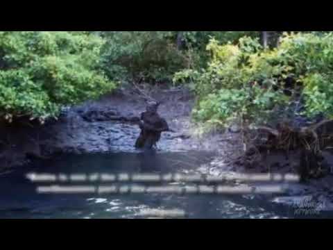 Very Strange Creature Caught in Brazil - YouTube