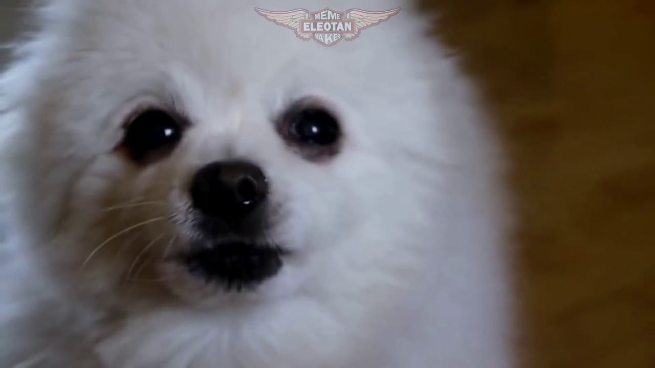 Believer- song dog - YouTube