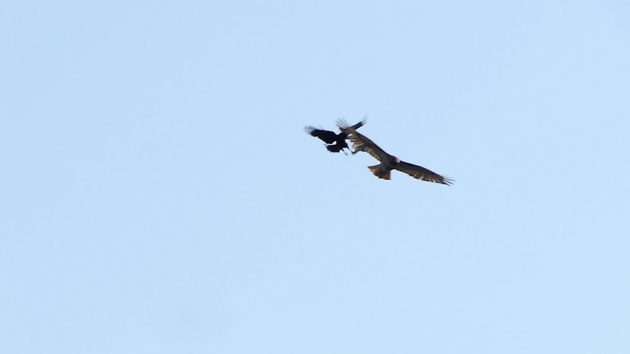 Hawks Fighting