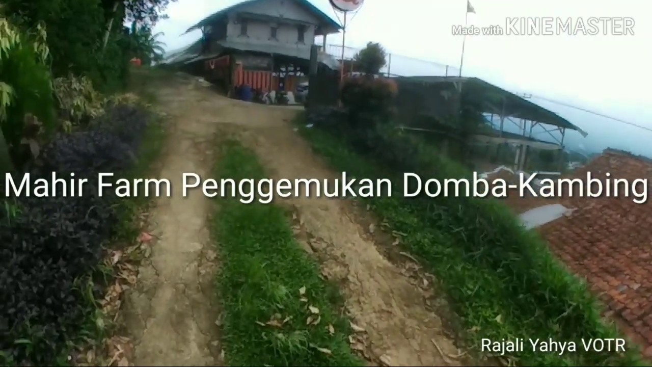 Mahir Farm Penggemukan Domba dan Kambing #01 - YouTube