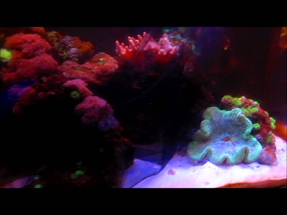 Safely Catch Fish and Inverts from Reef Tanks - YouTube