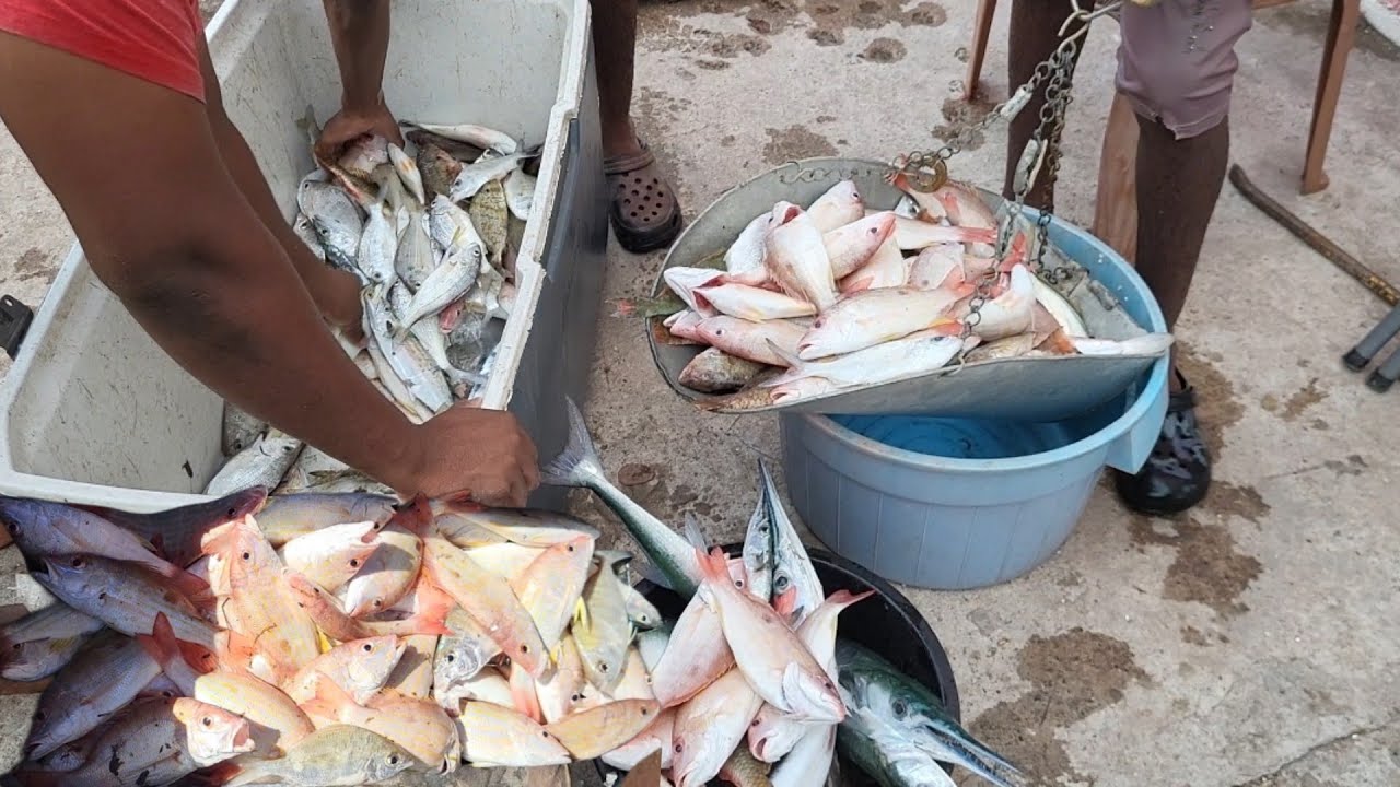 🇯🇲EPIC SNAPPER & PARROT FISH HUNT/ NET FISHING LESSONS "HOW IT'S DONE ...