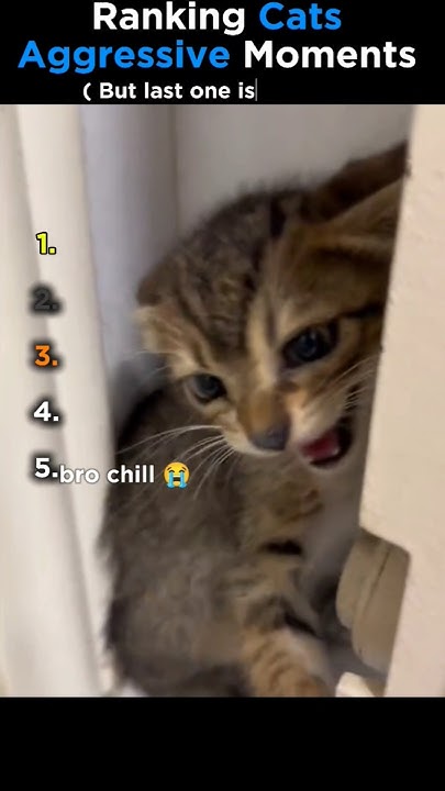 Ranking Cats Aggressive Moments - YouTube