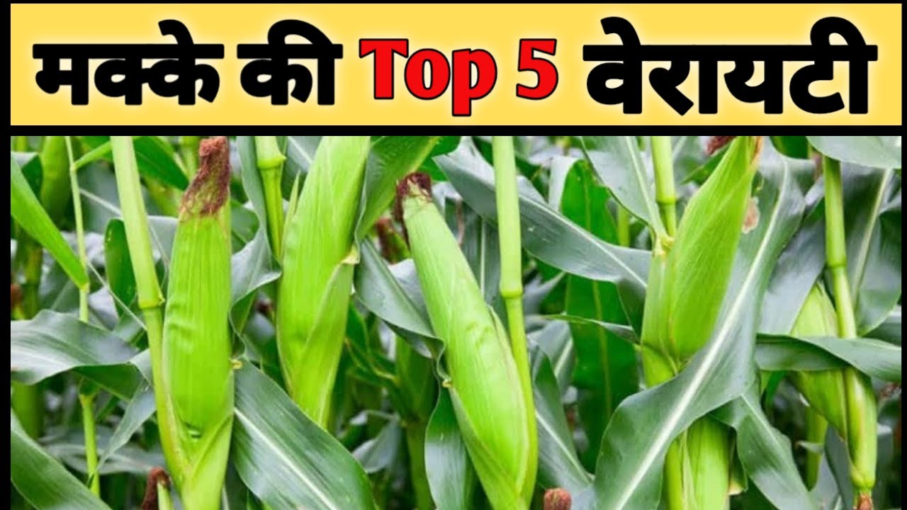 मक्का की बेस्ट 5 किस्में | Top 5 Hybrid maize/corn seeds | 3401 makka ...