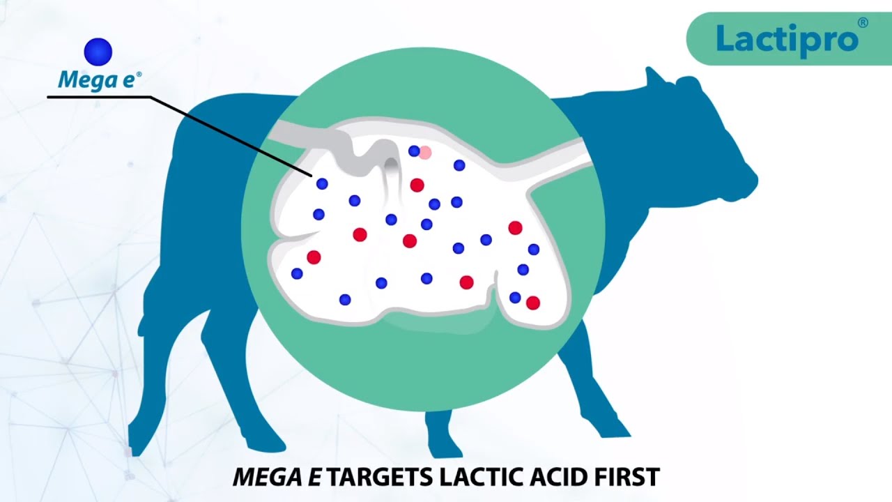 Lactipro Mode of Action - YouTube