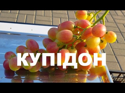 Виноград Купідон: перші враження - YouTube