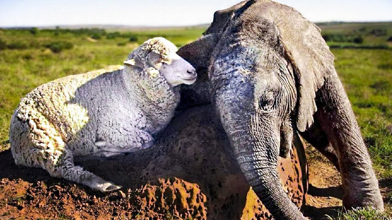 Sheep Replaces an Elephant's Mother Now They Live and Sleep Together ...