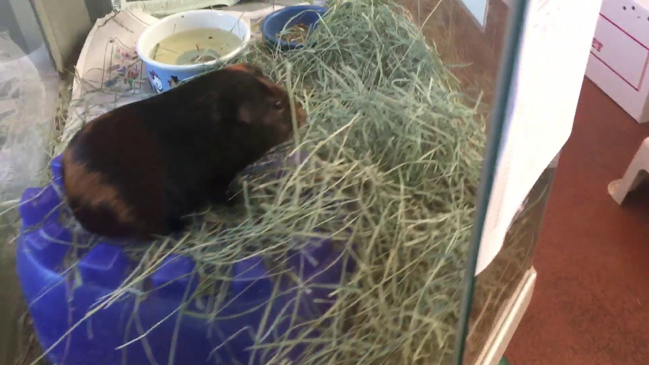San Jose Animal Center Rabbit and Habitat Part 1 Aug/2/2019 - YouTube