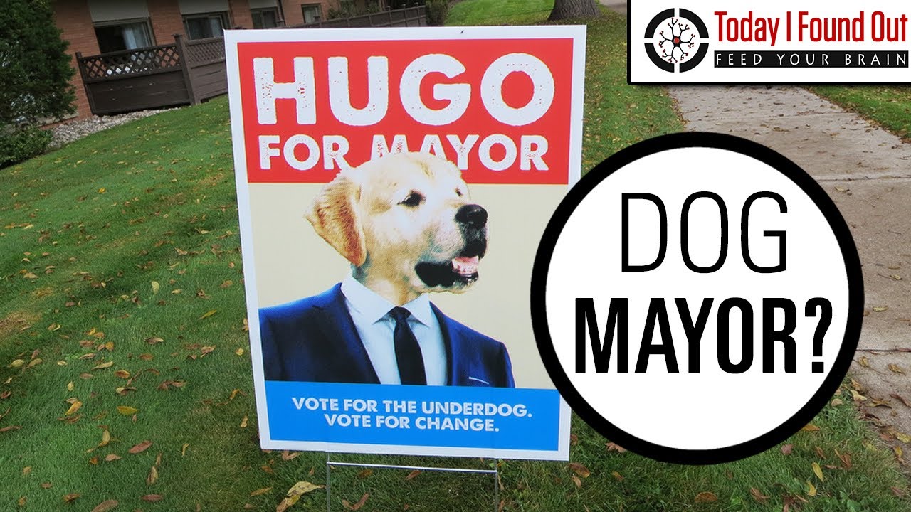 What City Has A Dog For Mayor