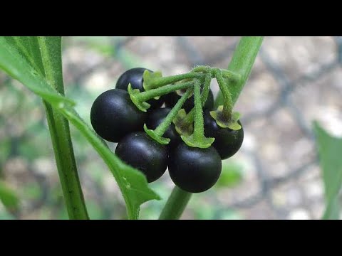 La morelle noire, petit fruit sauvage de fin d'été, à inviter dans les ...