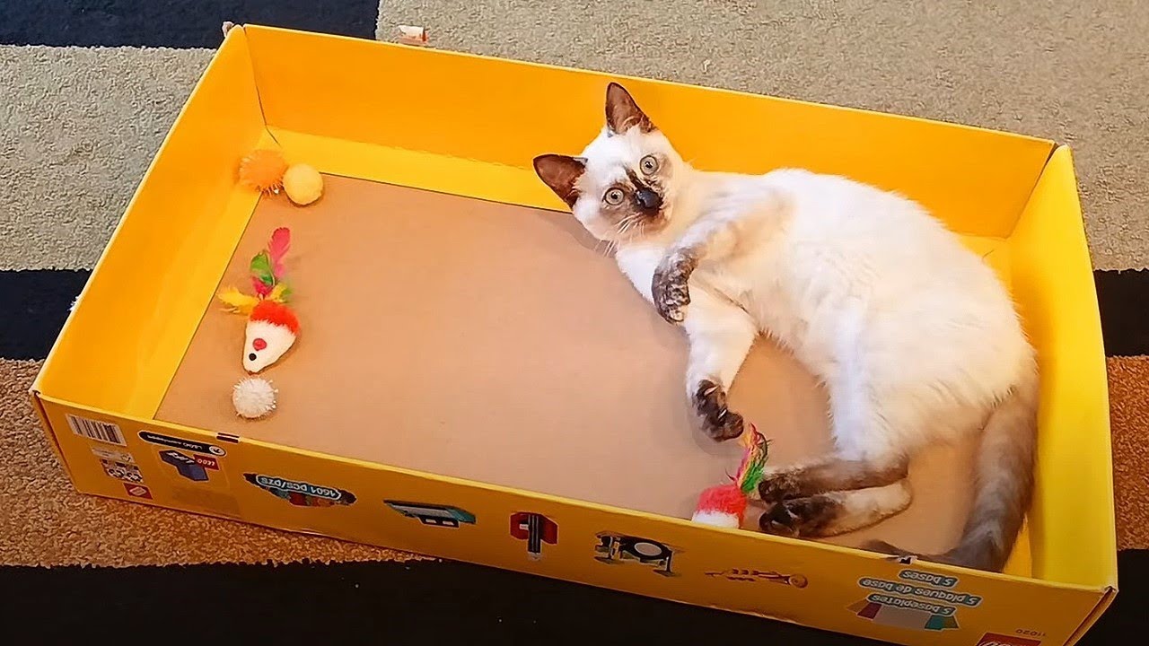 😺 The Best Toy for Cat is a Box from LEGO CLASSIC!!! 😺 You don't have ...