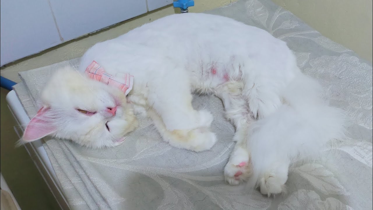 Signs na Buntis ang Pusa / Cat Pregnancy/ Mga Dapat Ihanda Bago ...