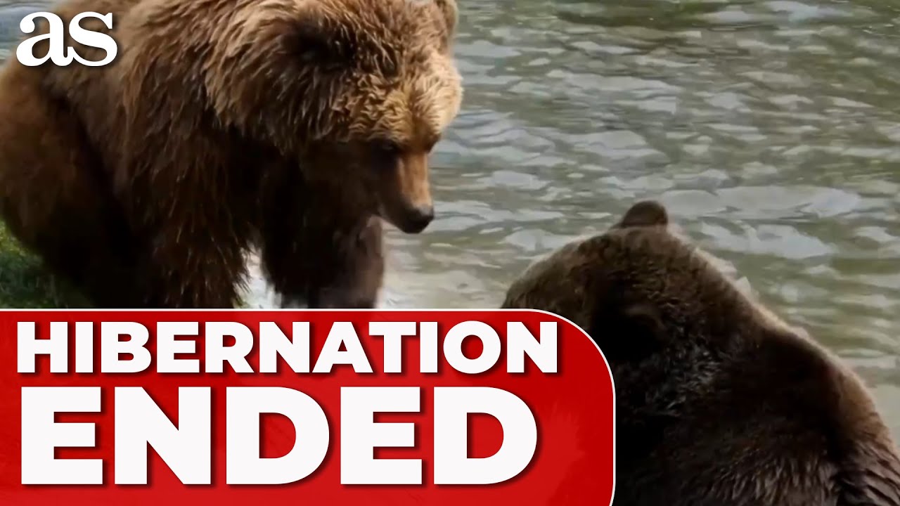 UK ZOO welcomes back European BROWN BEARS from 3-month HIBERNATION ...