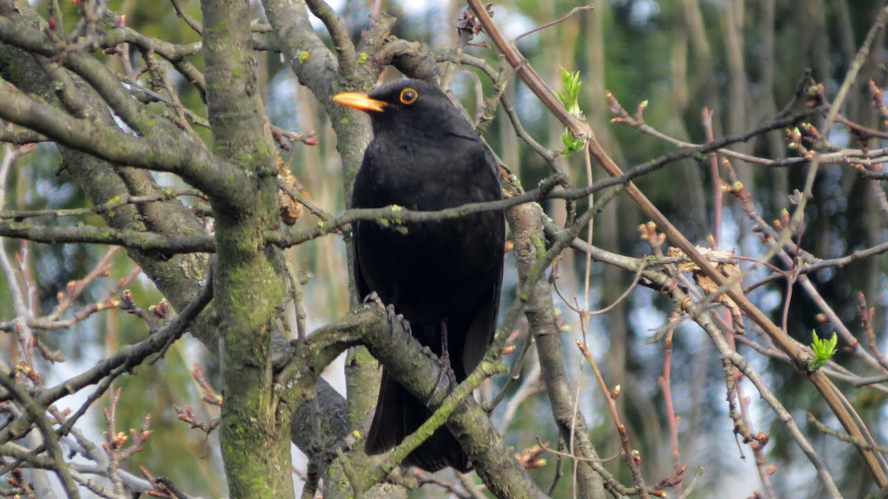 Fekete rigó légiveszélyt jelez? - Blackbird giving 'predator above ...