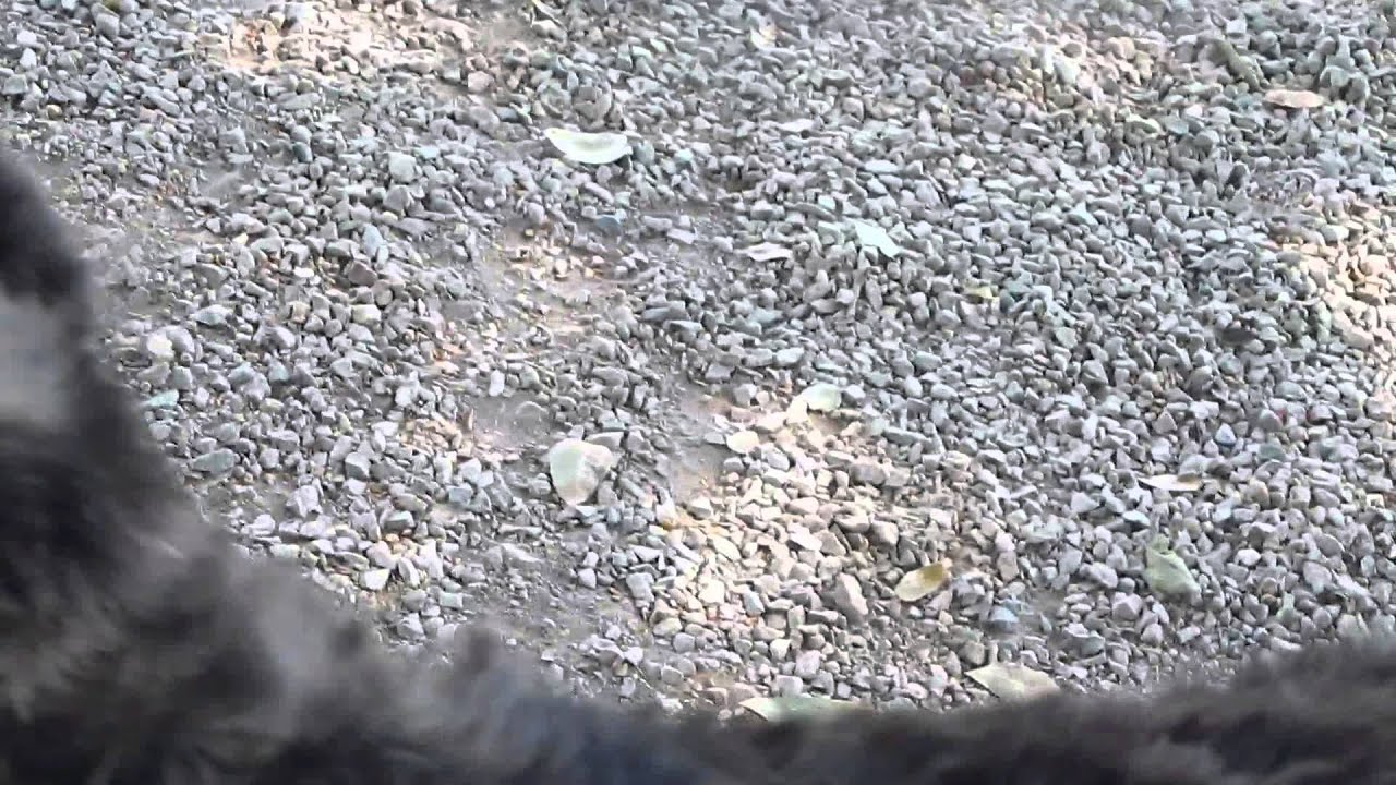 03 25 15 Nala Daisy Sadie Sally Frannie 1 - YouTube