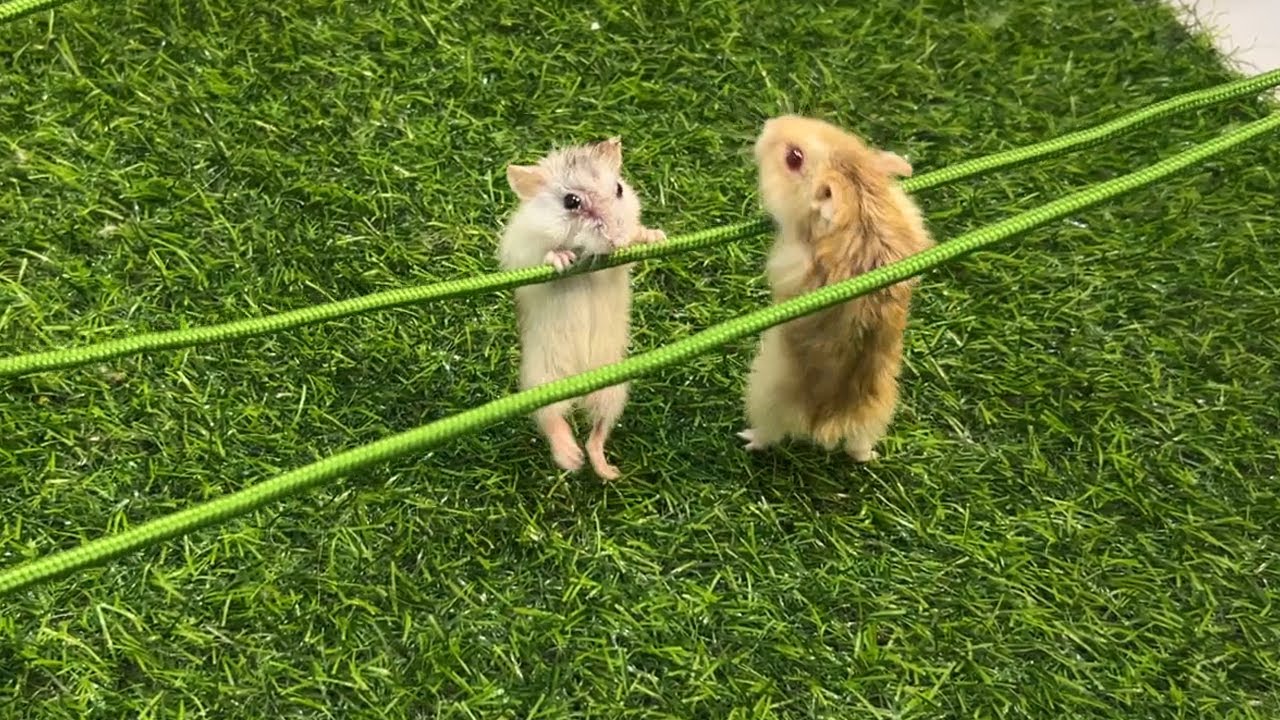 Cute Hamster: Hamsters performing swings are extremely funny and lovely ...