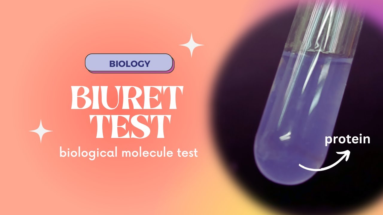 [9700] Cambridge International A-Level Biology Lab: Biuret Test ...