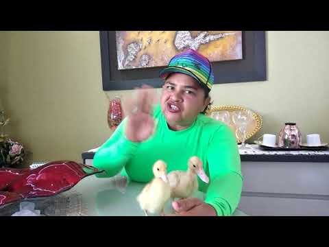 7 DICAS PRA SABER SE O PATO É MACHO OU FÊMEA - YouTube