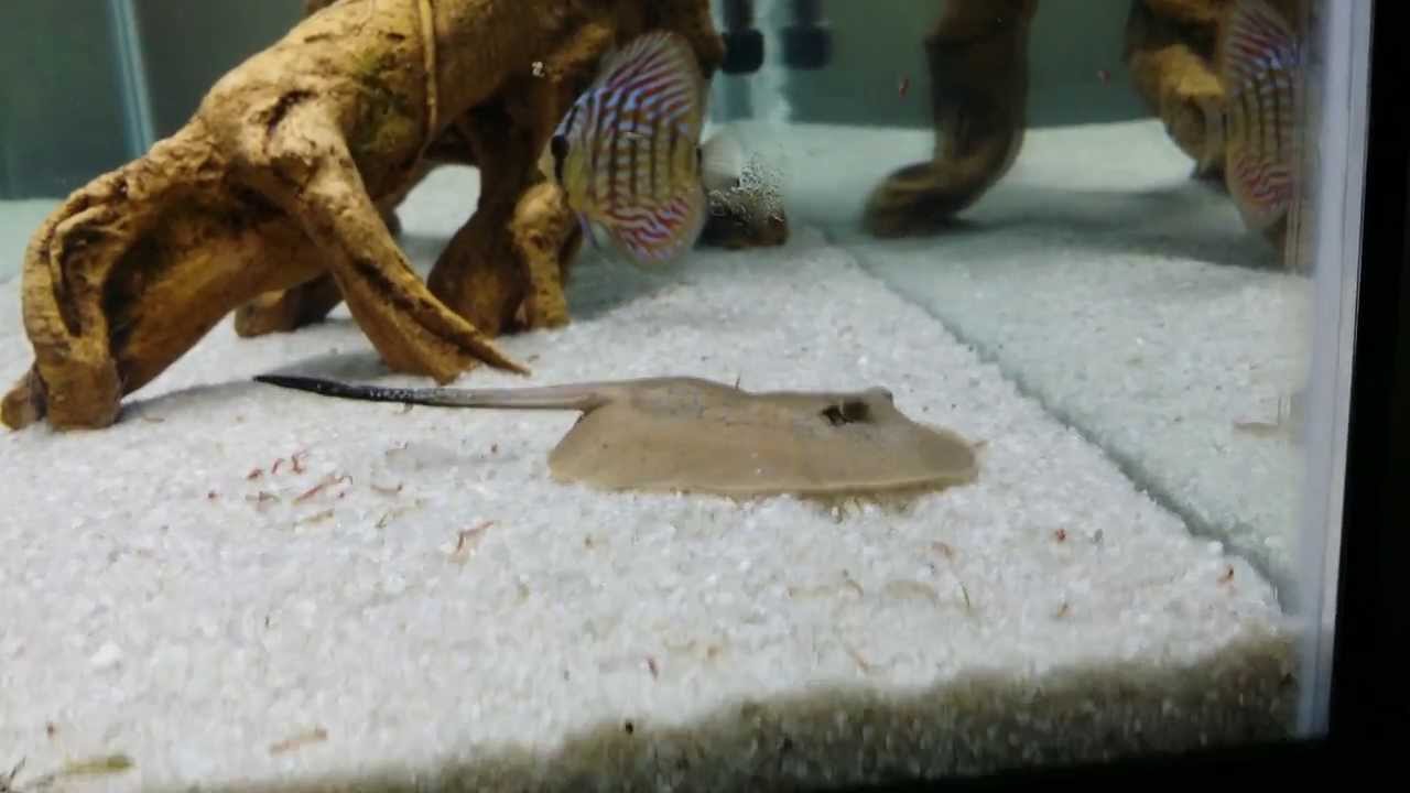Retic Stingray and Discus Feeding - YouTube