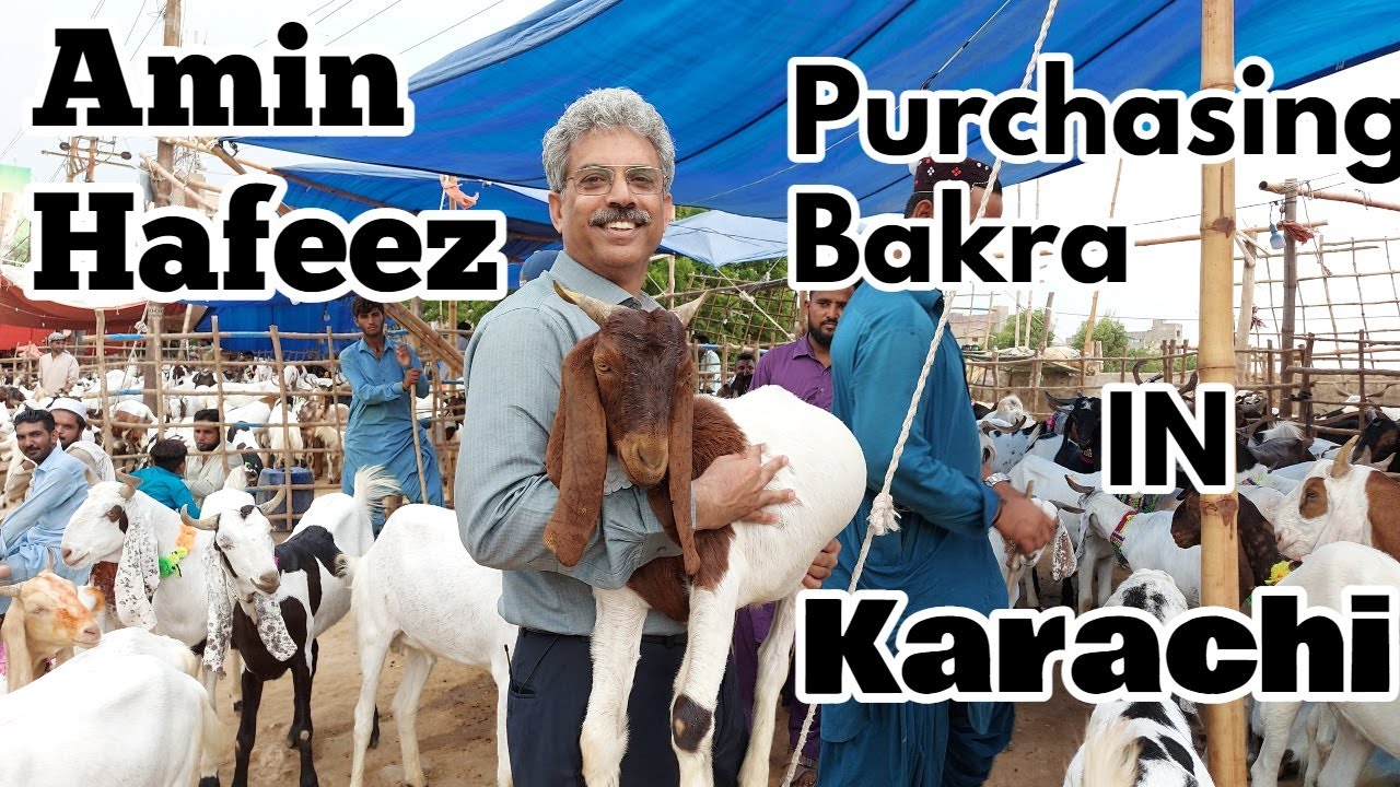 Amin Hafeez purchasing bakra in Karachi | Amin Hafeez - YouTube