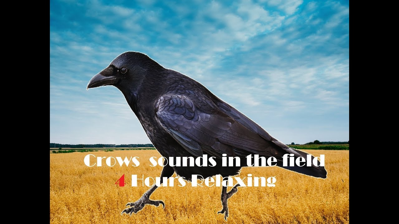 Crows in the field - 4 Hours Relaxing - YouTube