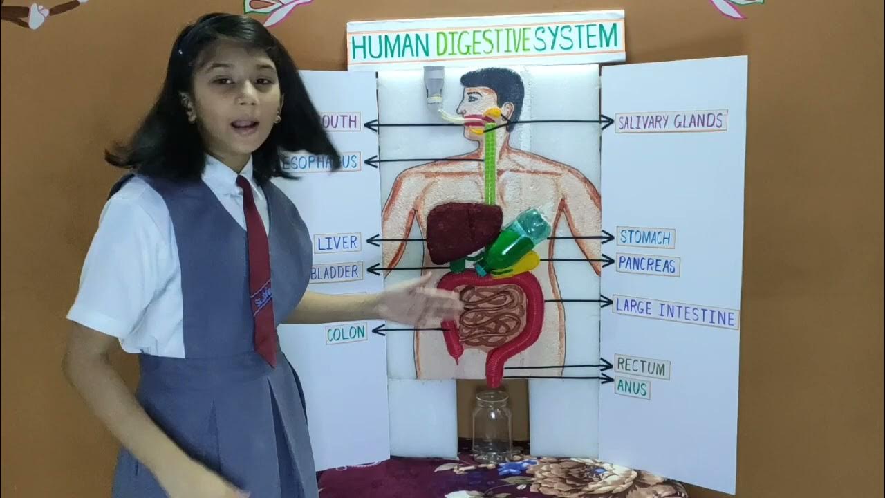 human digestive system |working model |school project |science project ...