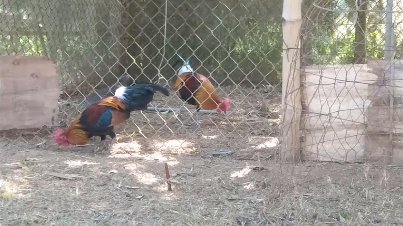 hnub no yog 7/12 xyoo 2024 kuv tus qaib f1 no khav tom cuam lawm nawj - YouTube