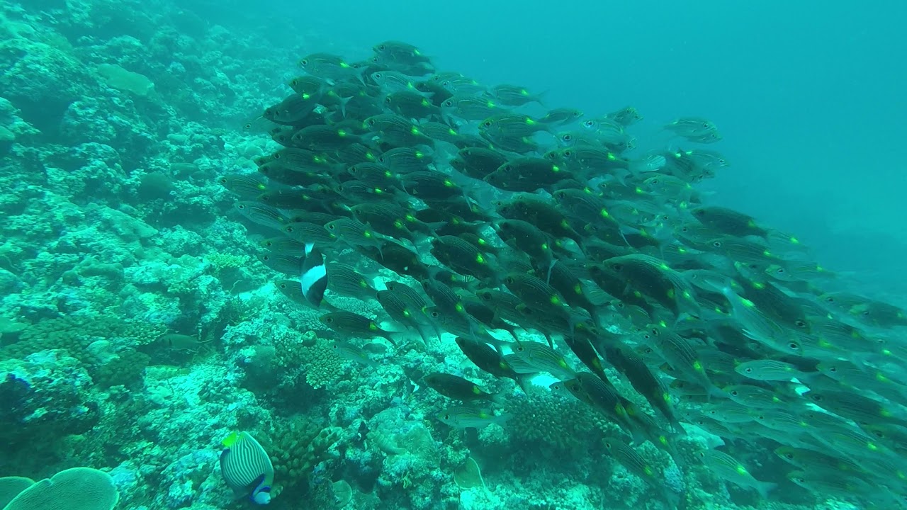 Ari Atoll fish - YouTube