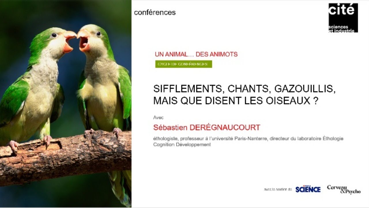 DIRECT 08/02/2020 Sifflements, chants et gazouillis, mais que disent ...