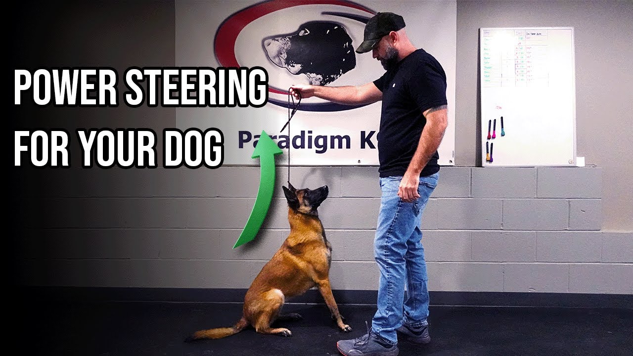 Power Steering for Your Dog (Leash Pressure Made Simple) - YouTube