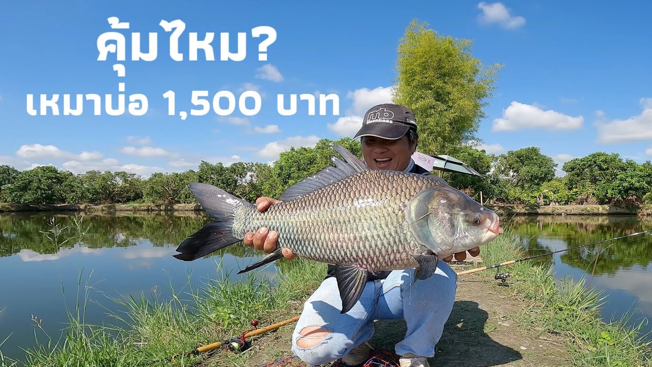 คุ้มไหม? เหมาบ่อ 1,500 บาท💥 สู้ๆงัดทุกอย่างที่มี 💯 Ab-Fishing - YouTube