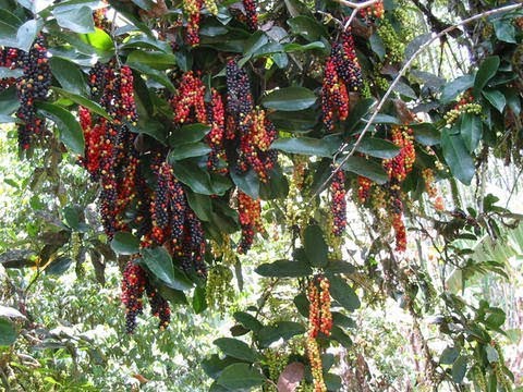 BONSAI BUNI/BONI (antidesma bunius) - YouTube