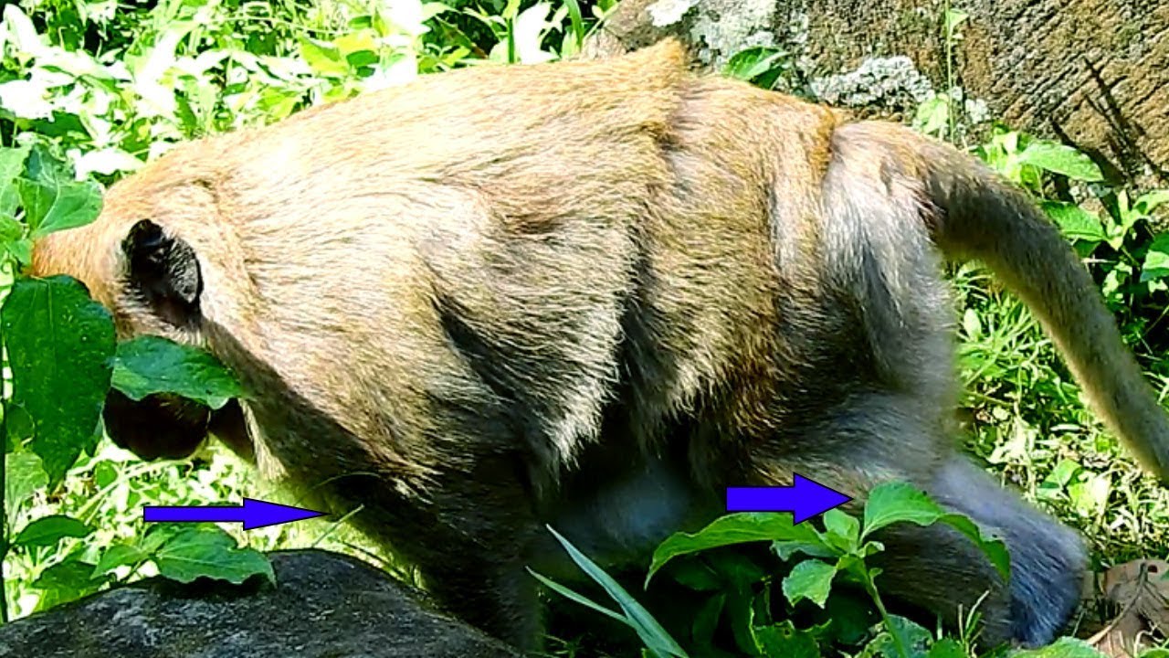 Finally, Monkey Dana Can Walk,But Very Hard & Shaking Body - YouTube