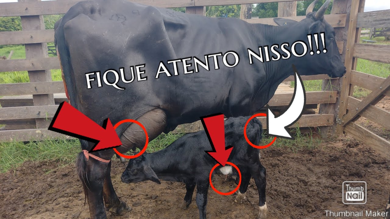 Ração Para Bezerros Recem Nascidos - RETOEDU