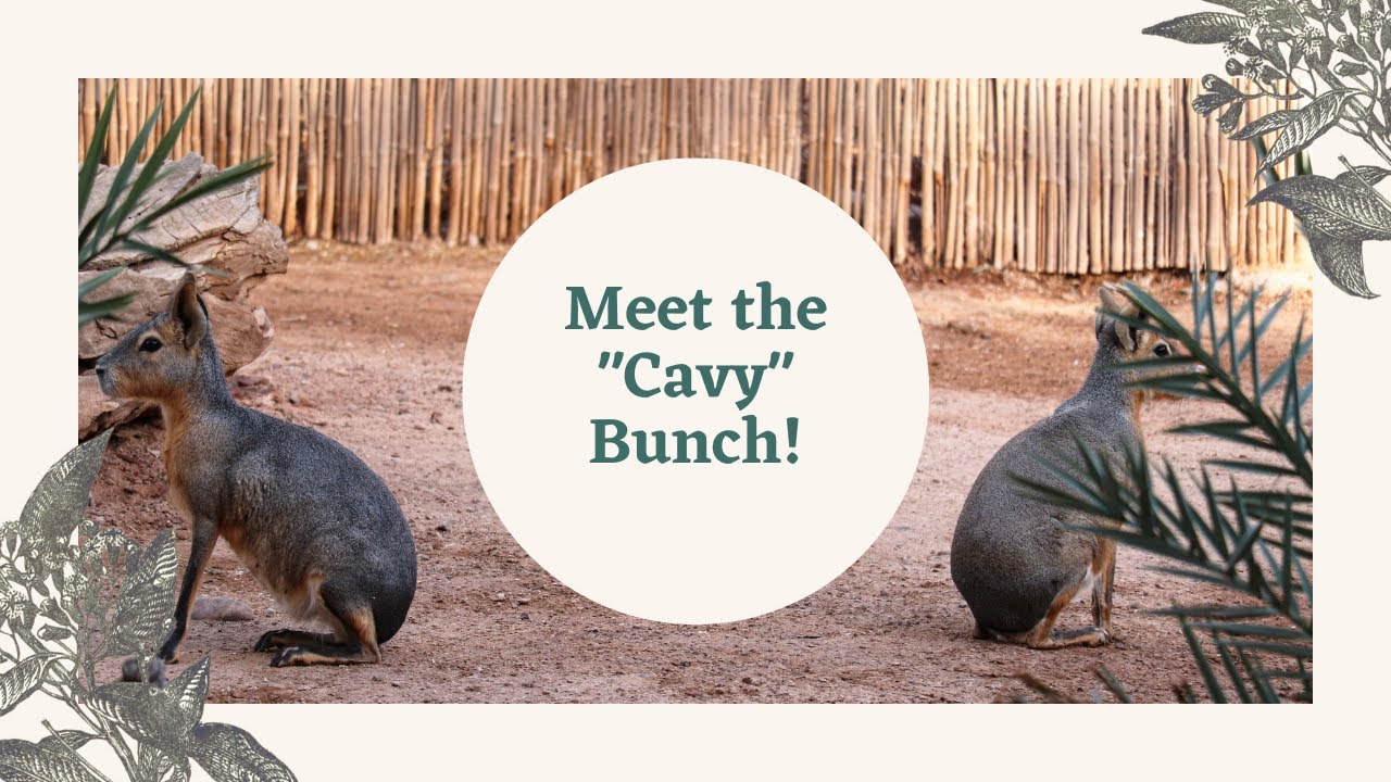 Meet the "Cavy" Bunch! - YouTube
