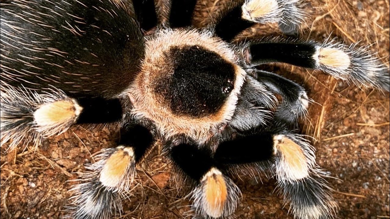 Tarantula Care - Mexican Red Knee (Brachypelma hamorii) Juvenile - YouTube