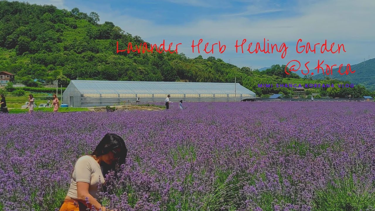 The Best Lavander Healing Garden Farm at Sarasil Gwangyang S.Korea ...