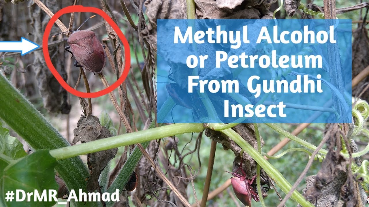 To Experiment of Gundhi Insect in Supaul Bihar in India ...