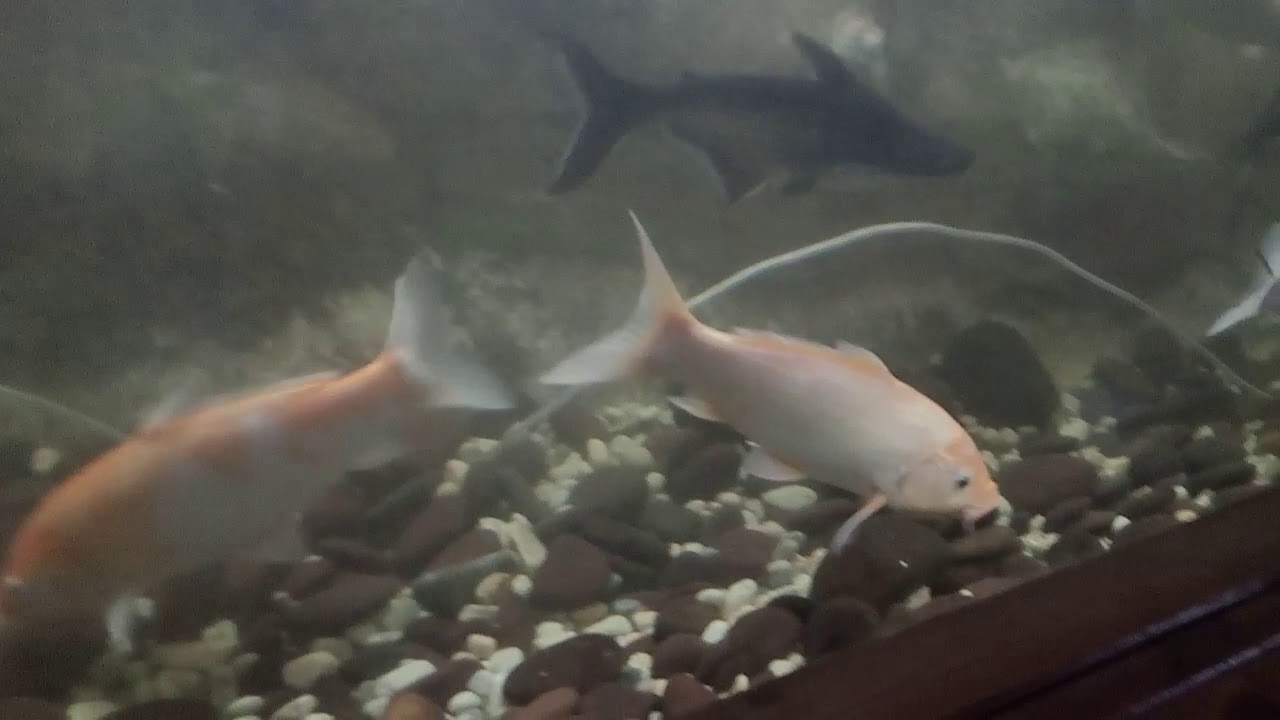 Machli ghar - YouTube