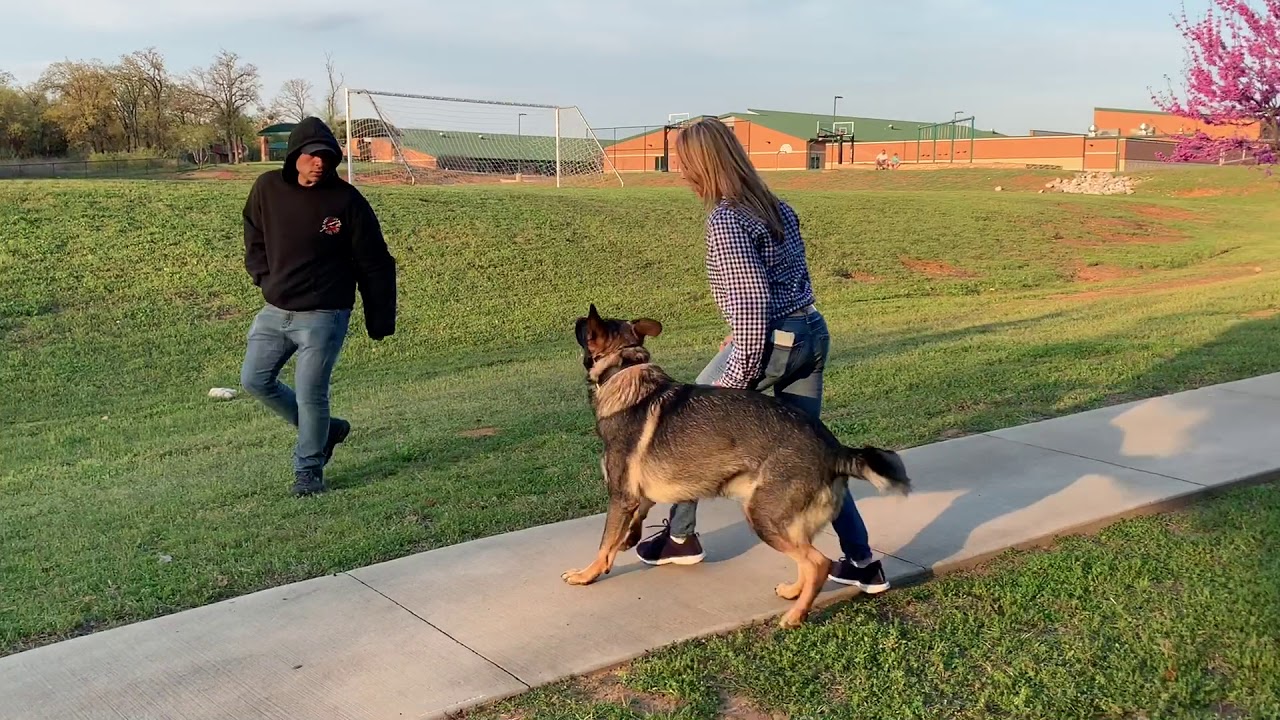 Dargo - Protection Dogs Plus - YouTube