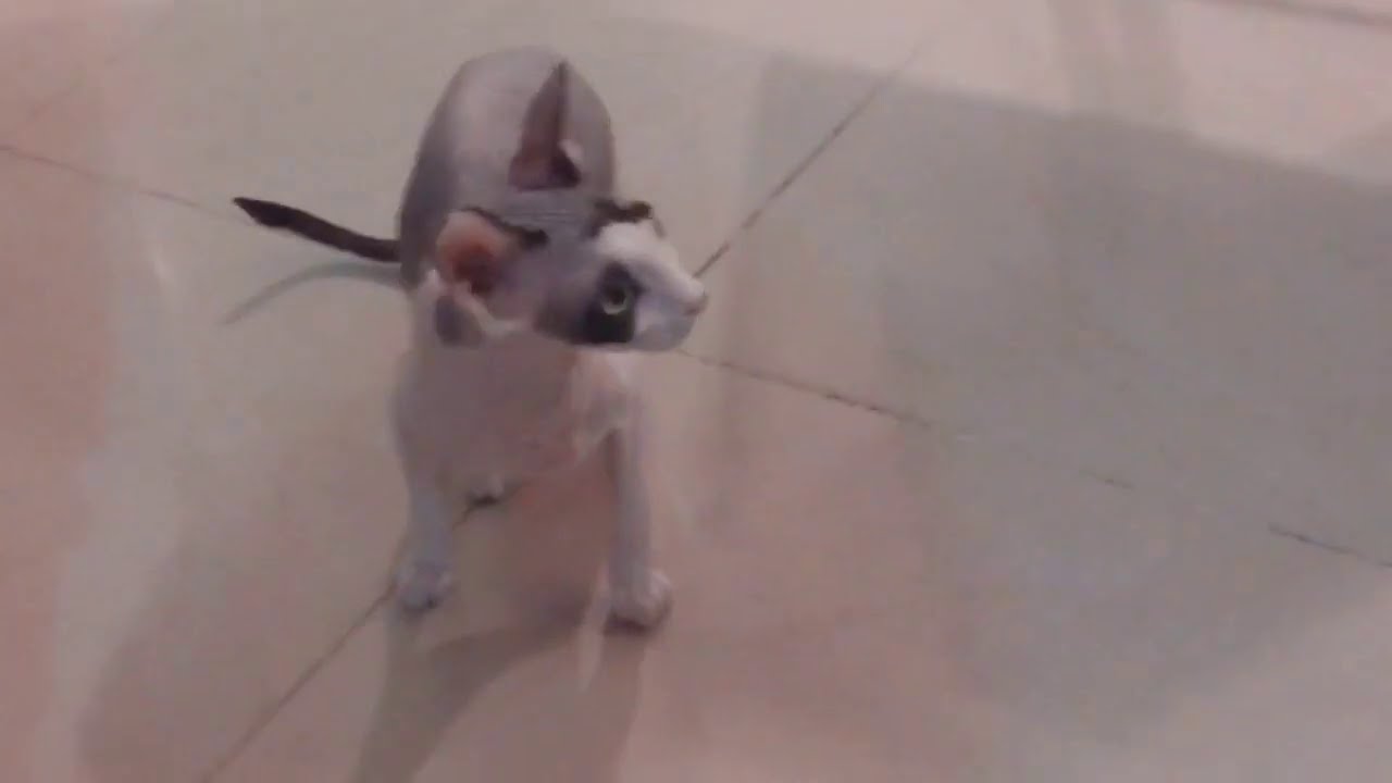 Sphnyx Cat | Muning the Hairless Cat | Yunisya Channel - YouTube