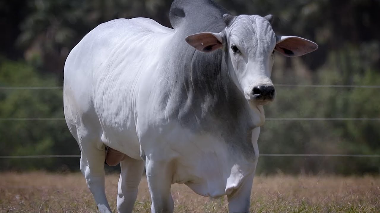 LOTE 56 - CSCK 1319 - YouTube