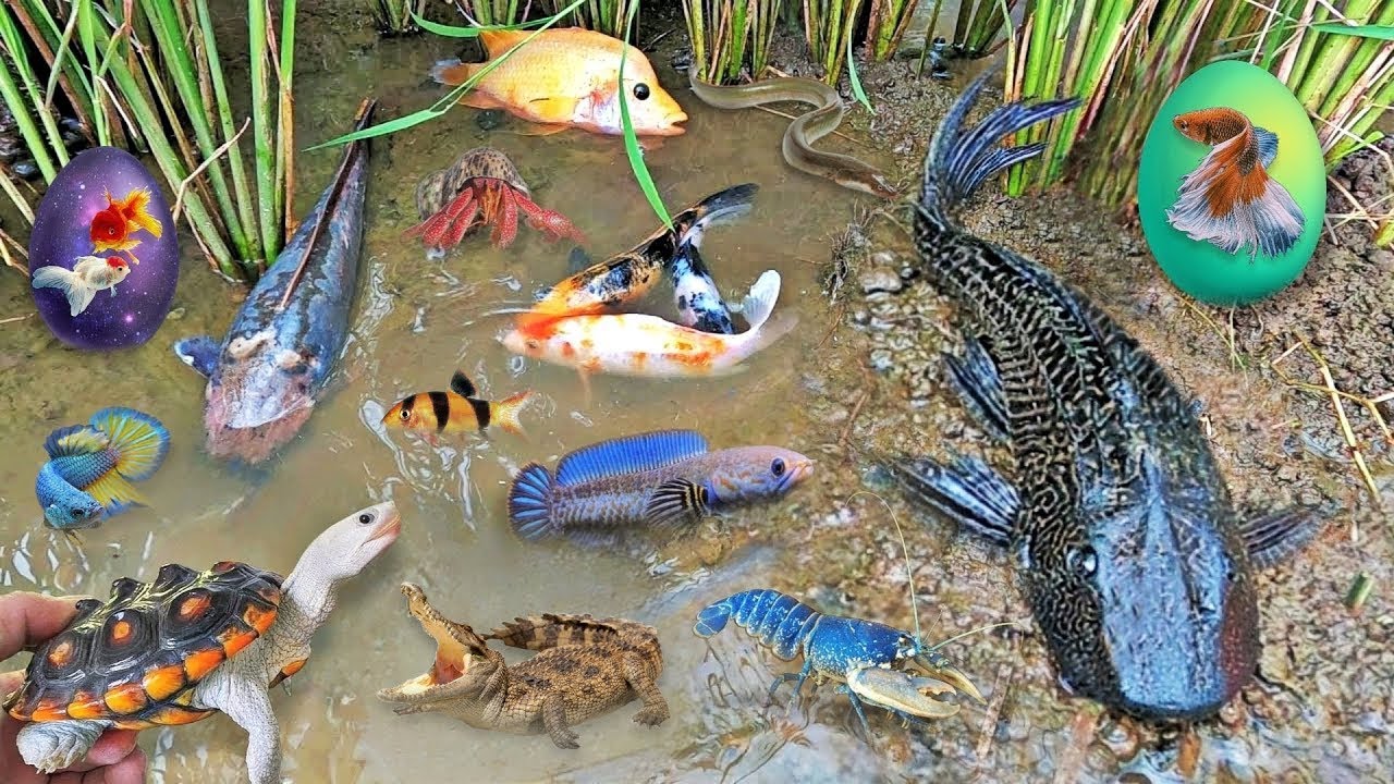 So Amazing Catching Colorful Betta Fish In The River Cute Catfish ...