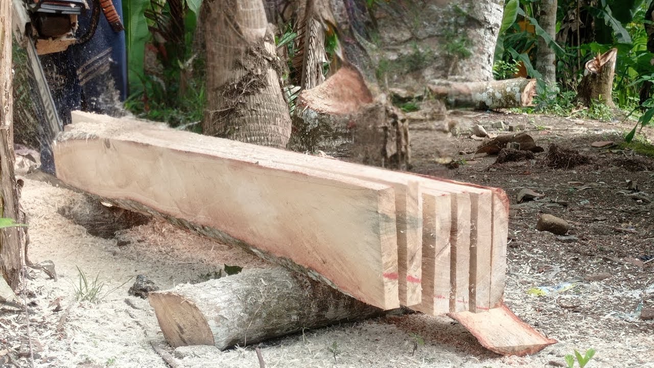 Satisfying Results..!! Utilization of Tree Wood ambarella, otaheite ...