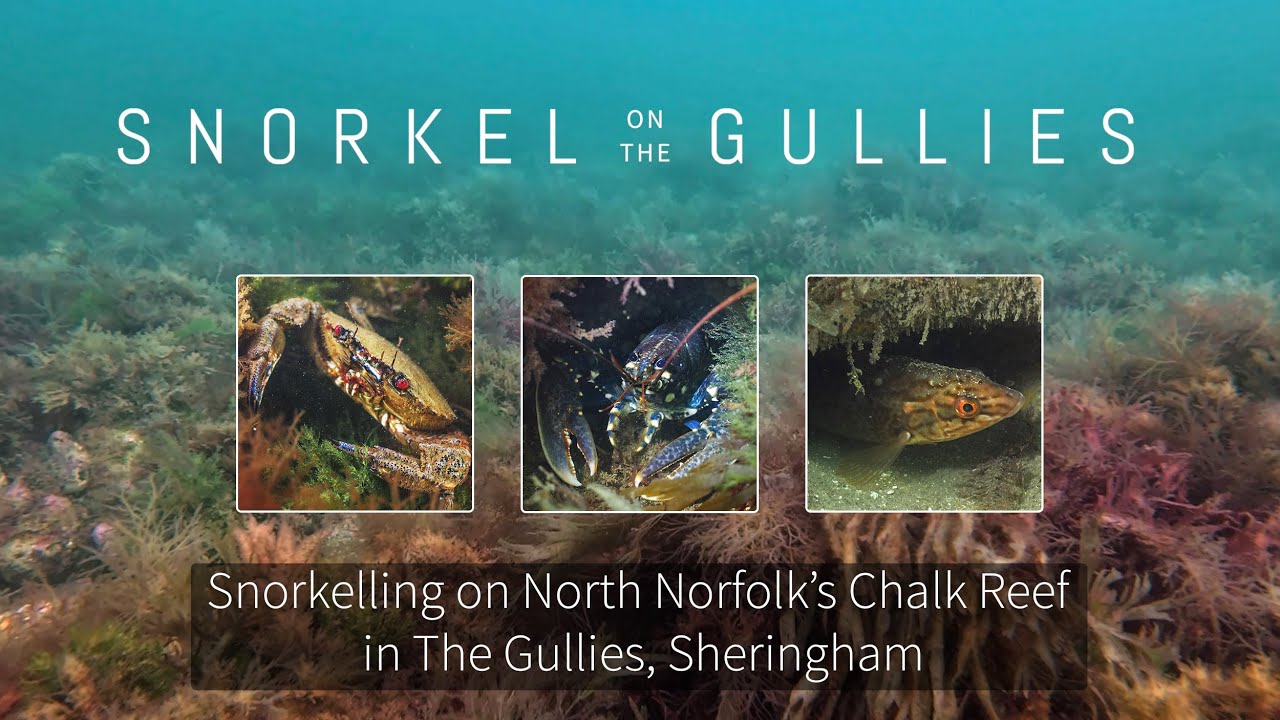 Snorkel on the Gullies - exploring the North Norfolk Chalk Reef - YouTube