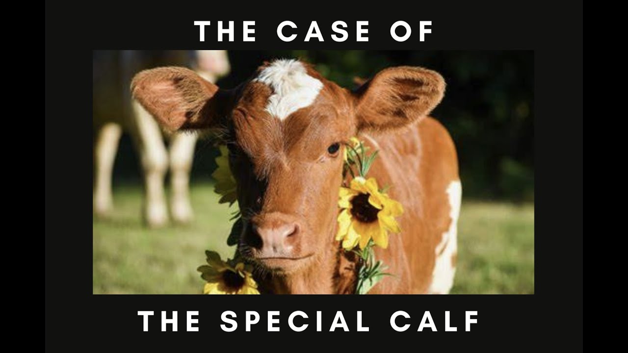 "The Case of the Special Calf" - Pastor N Carrington - YouTube