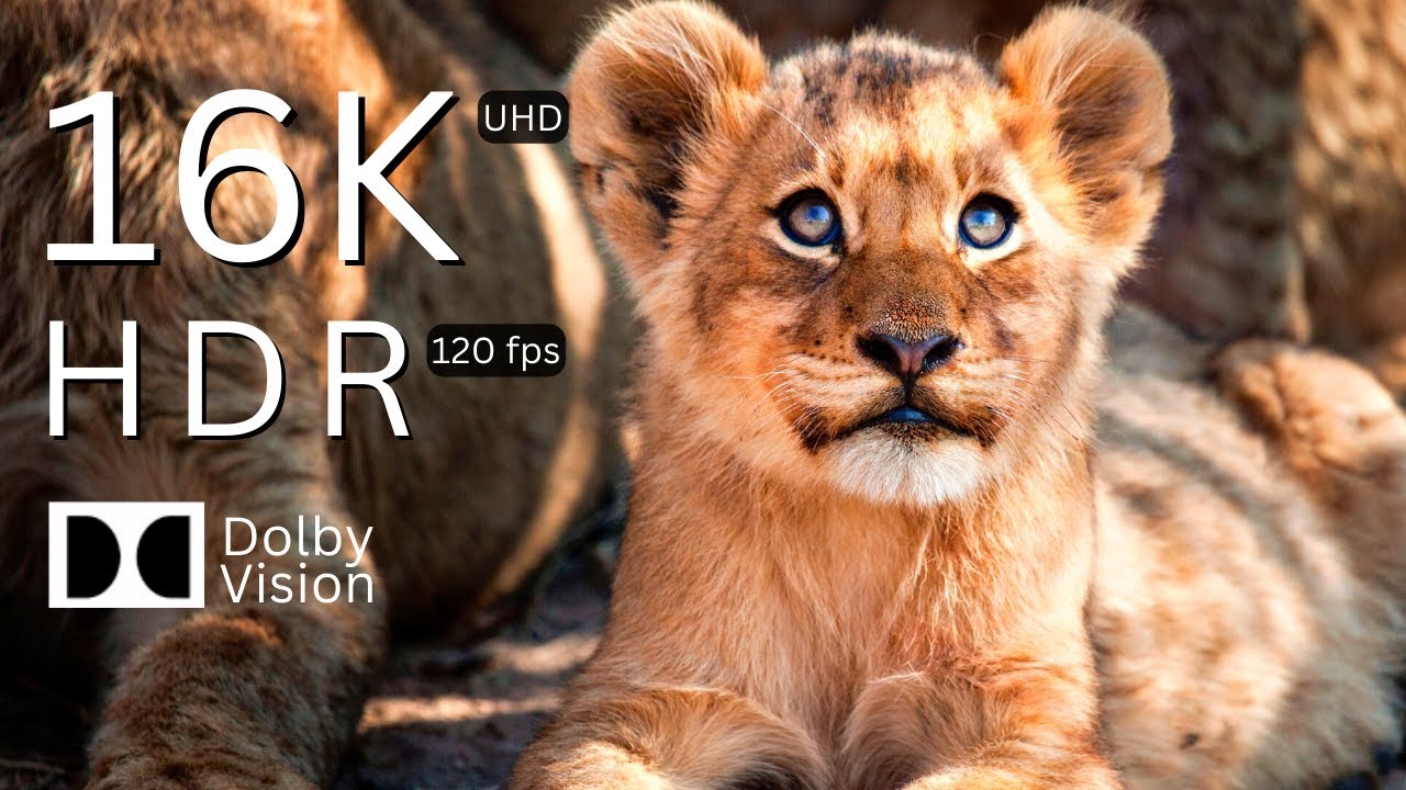 16k HDR 120fps Dolby Vision - Cute Baby Animals Collection Ultra HD ...