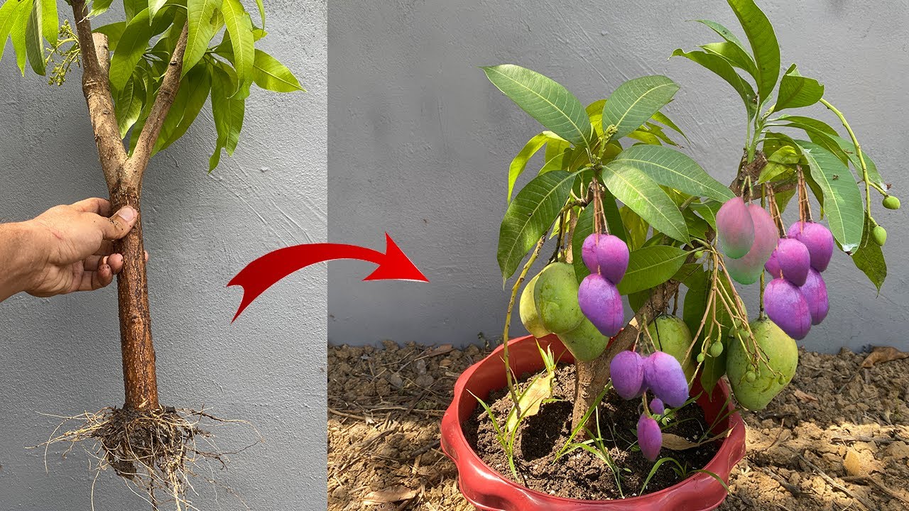 Best Technique Grafting mano Growing Quickly mango - YouTube