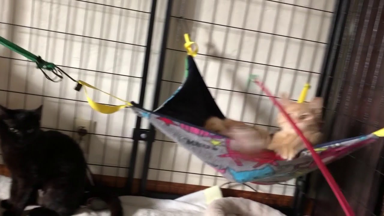 Video of adoptable pet named Apollo - YouTube